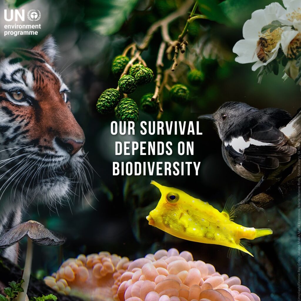 Why urgent action is needed to address biodiversity loss, restore ...